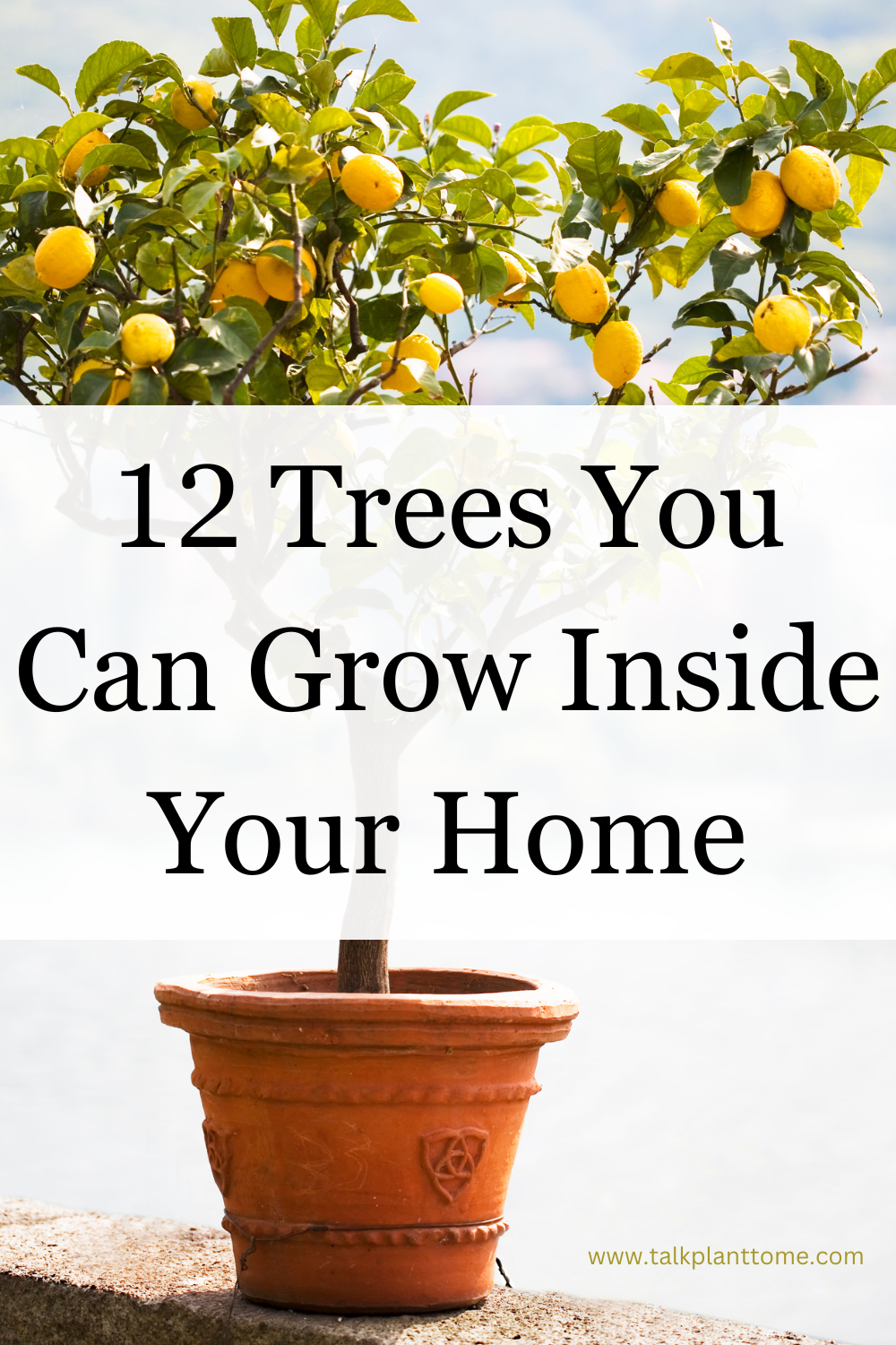12 Trees You Can Grow Inside Your Home – | Talk Plant To Me