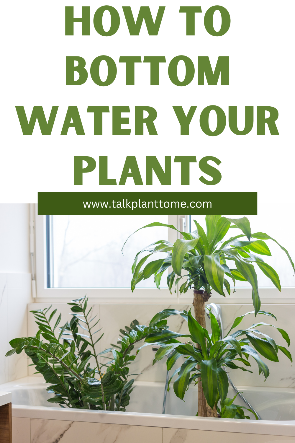 How To Bottom Water Your Plants – | Talk Plant To Me