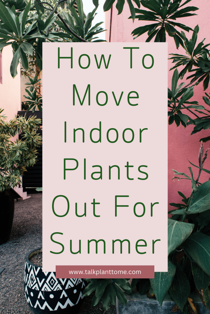 How To Move Indoor Plants Out For Summer – | Talk Plant To Me