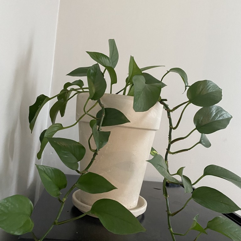 Trailing Plants: The best ones, how to care, and the basics – | Talk ...