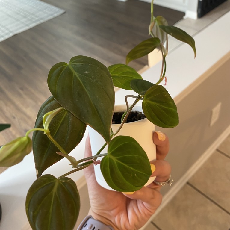 Trailing Plants: The best ones, how to care, and the basics – | Talk ...