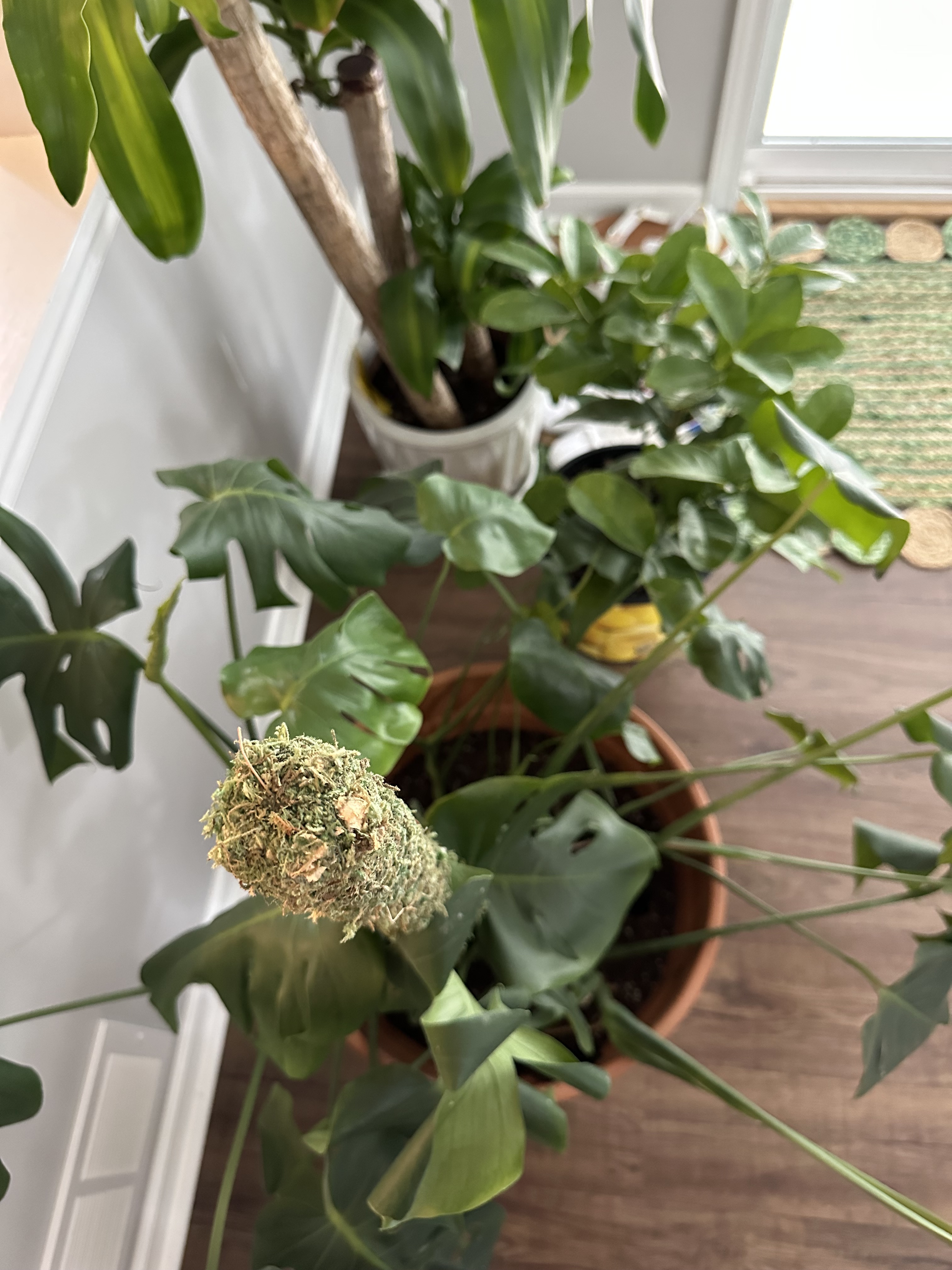 The Ultimate Guide To Caring For Monsteras – | Talk Plant To Me