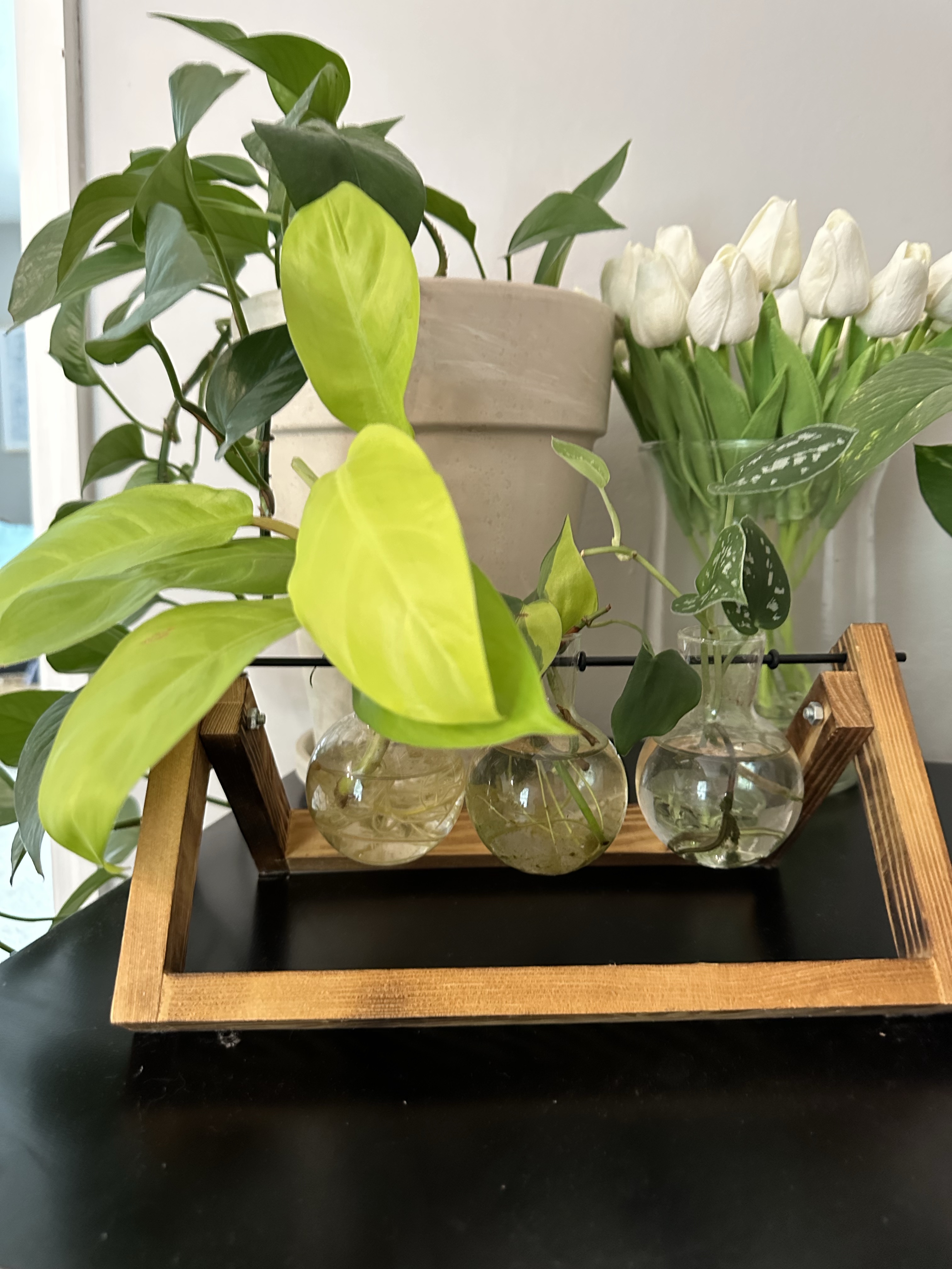 62 Easy To Propagate House Plants – | Talk Plant To Me