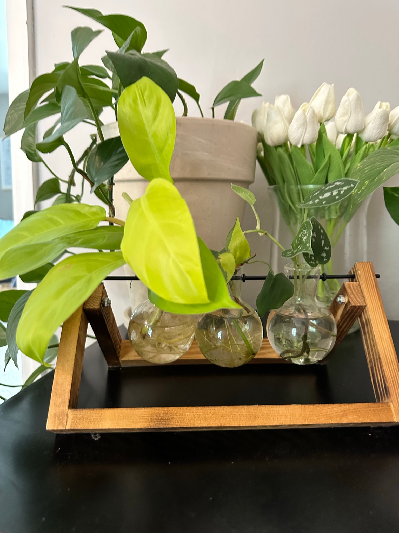 62 Easy To Propagate House Plants – | Talk Plant To Me