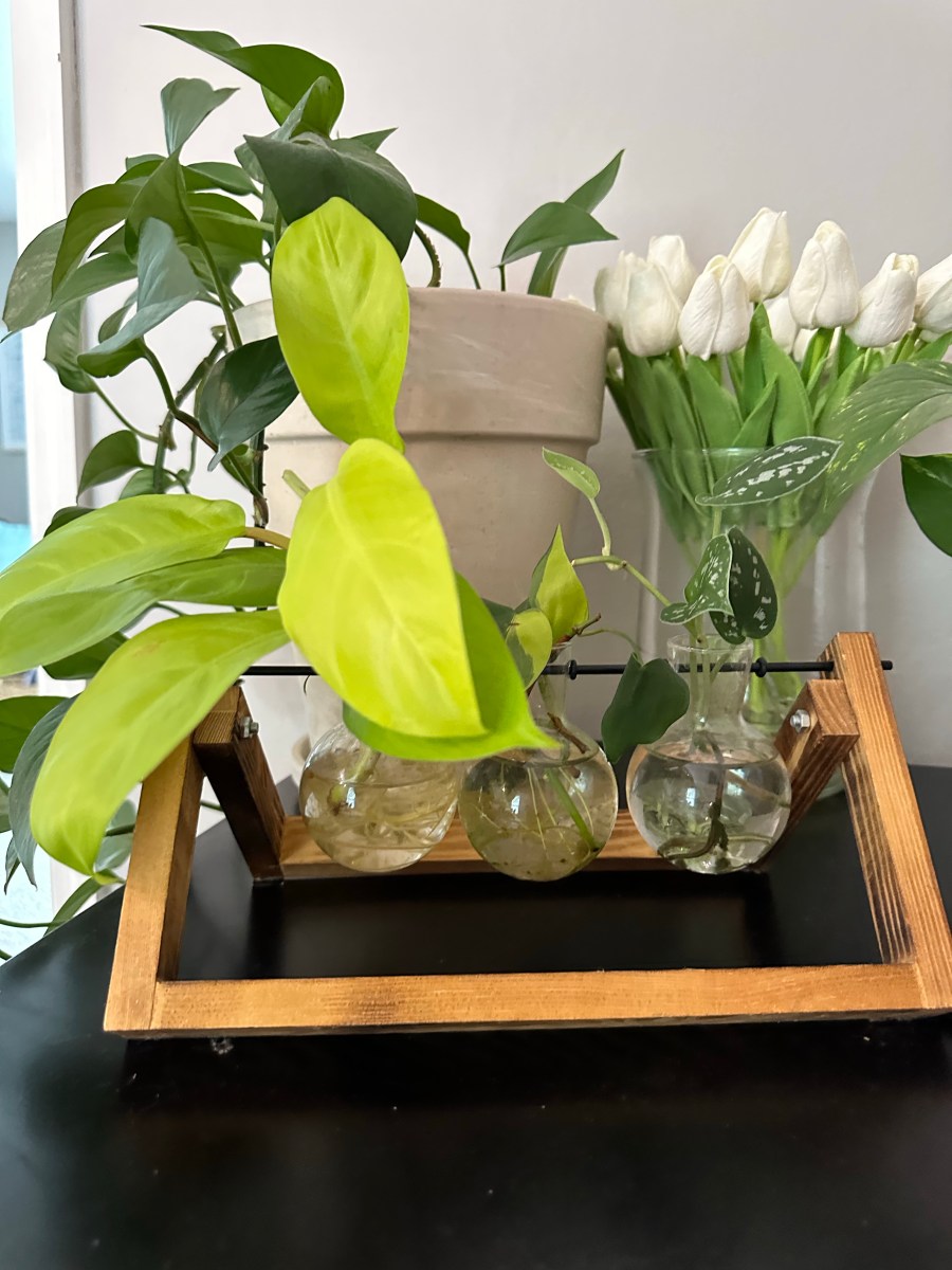 8 Tips to Find the Best Node to Propagate on Plants – | Talk Plant To Me