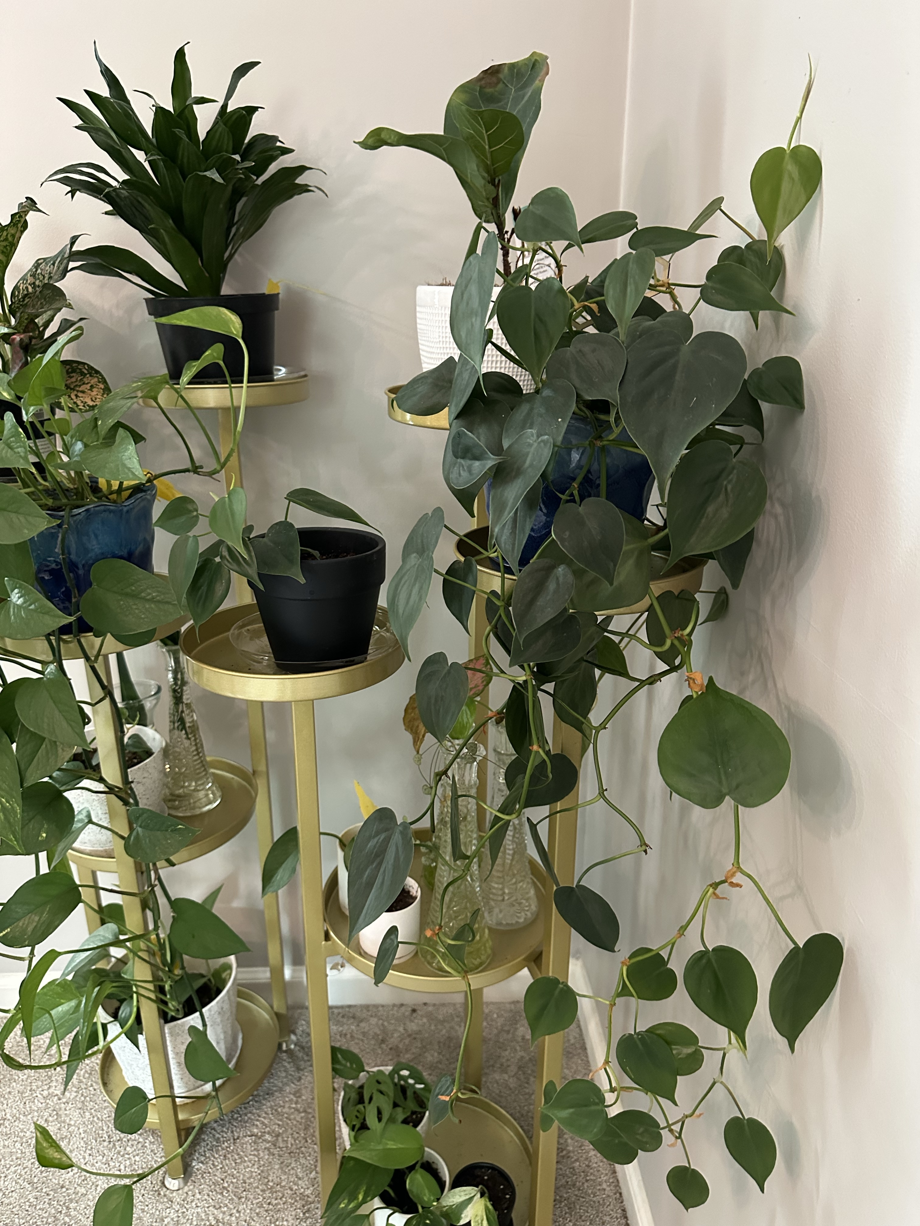 How To Grow Your Pothos Plant Fuller – | Talk Plant To Me