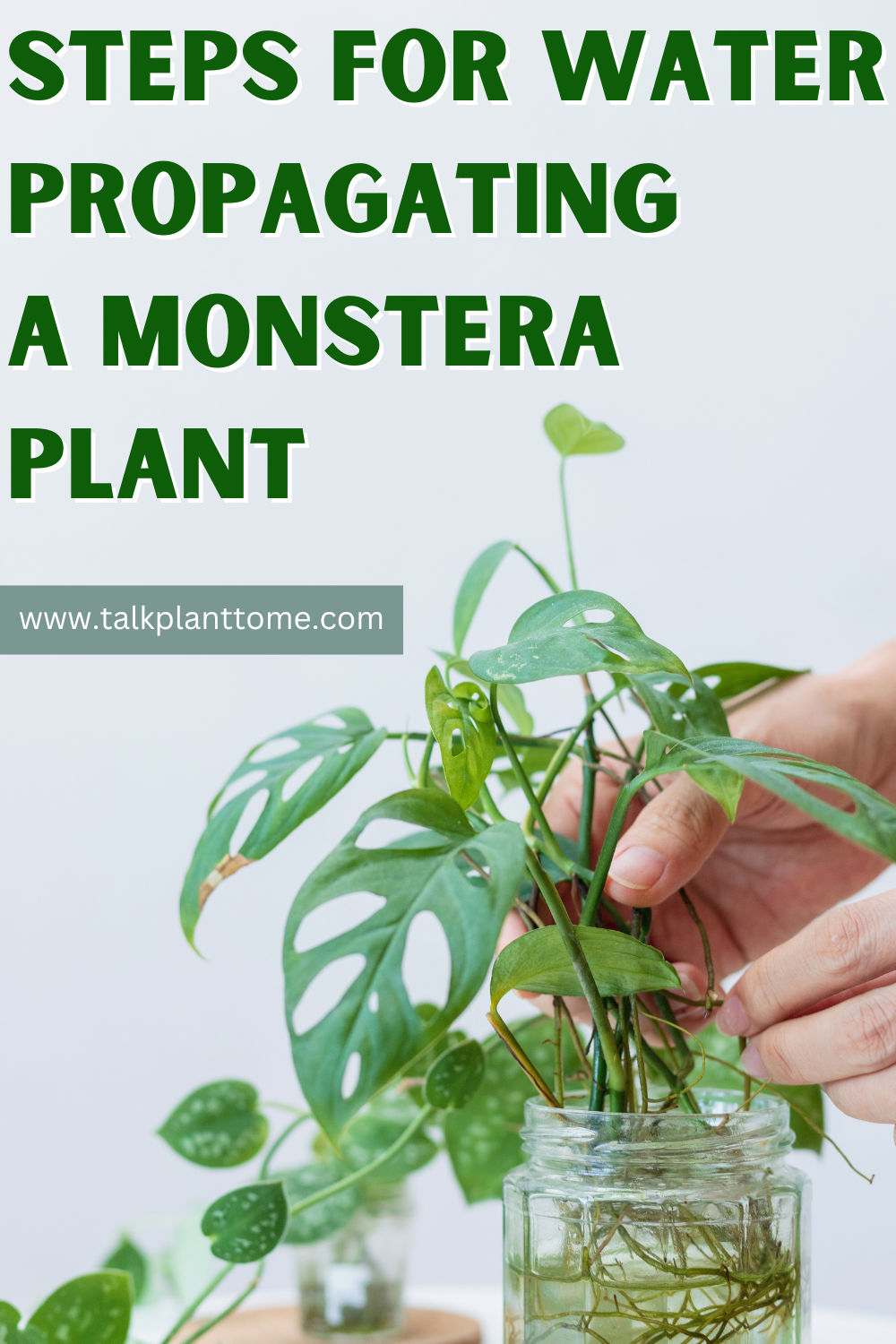 Steps For Water Propagating a Monstera Plant – | Talk Plant To Me