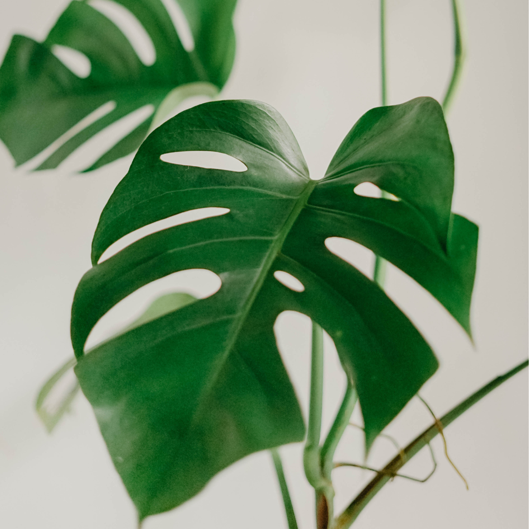 The Ultimate Guide To Caring For Monsteras – | Talk Plant To Me