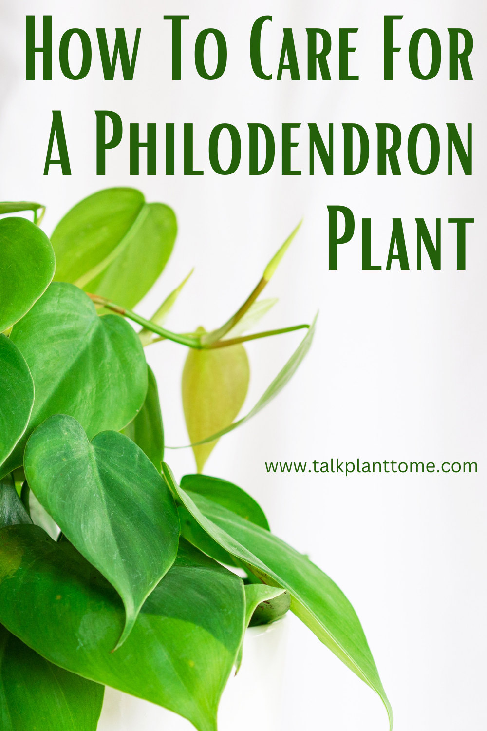 How To Care For A Philodendron Plant – | Talk Plant To Me