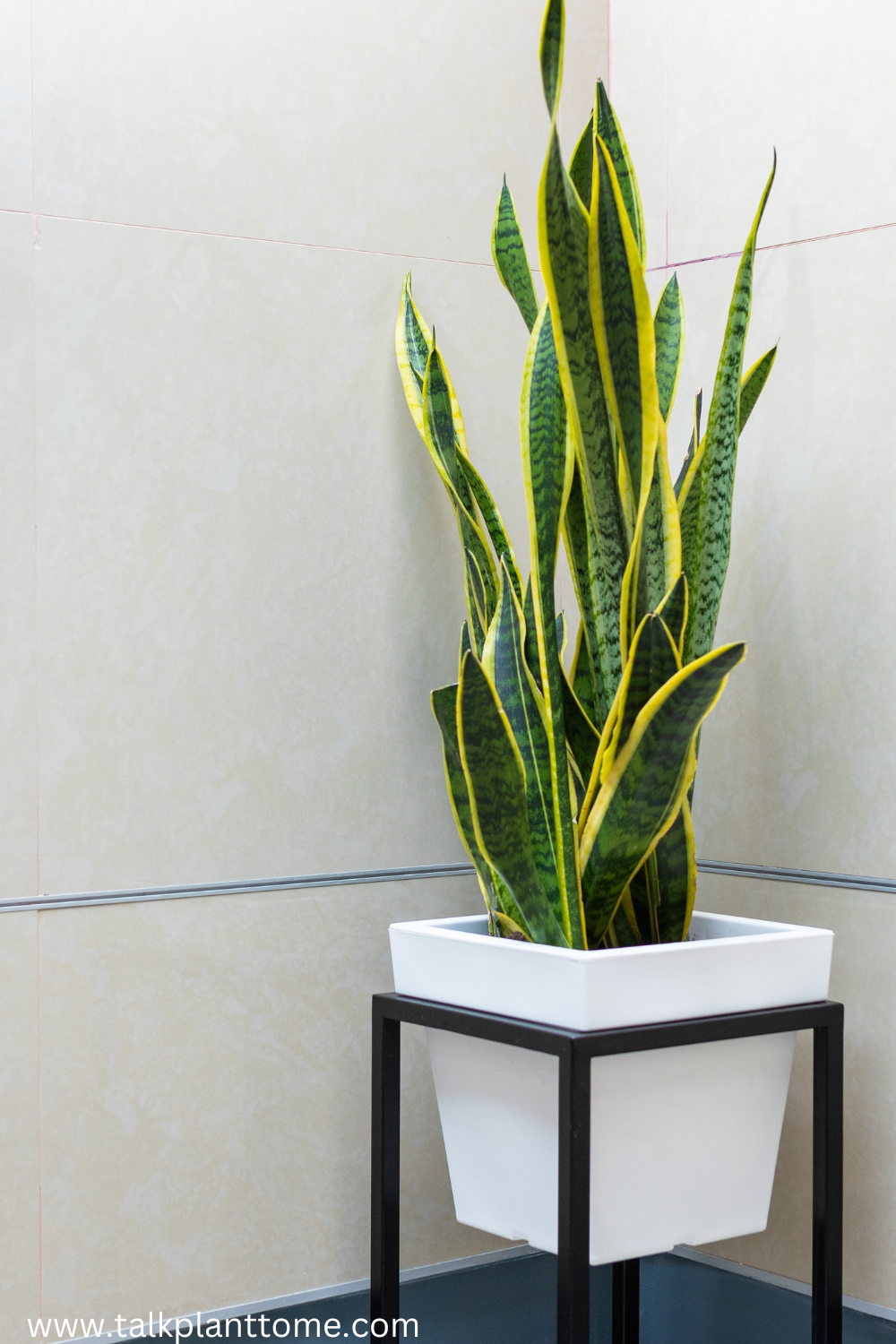 12 Trees You Can Grow Inside Your Home – | Talk Plant To Me