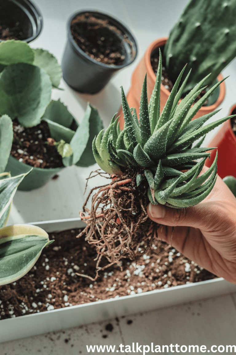 20 Tropical Plants You Can Plant Together – | Talk Plant To Me