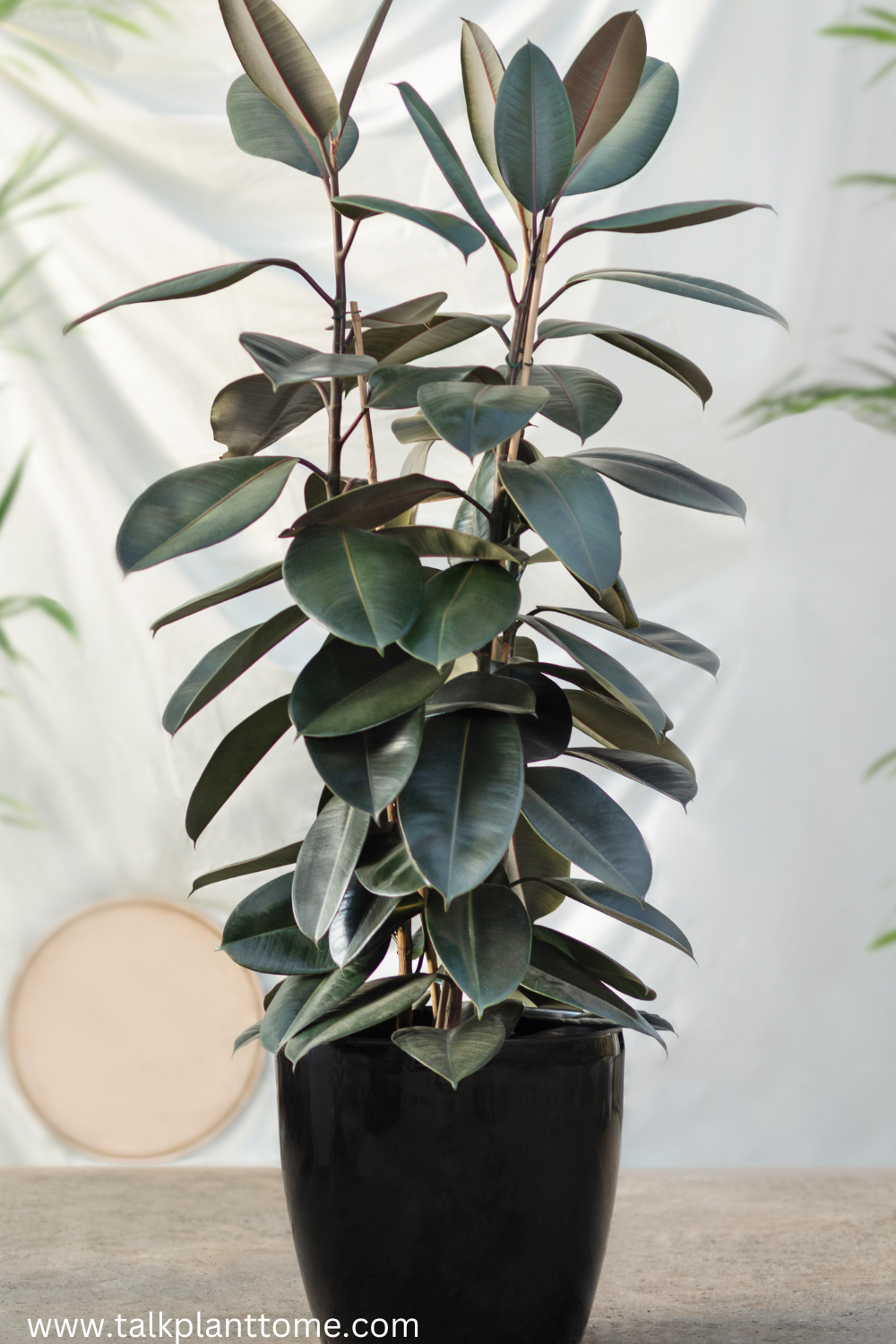 12 Trees You Can Grow Inside Your Home – | Talk Plant To Me