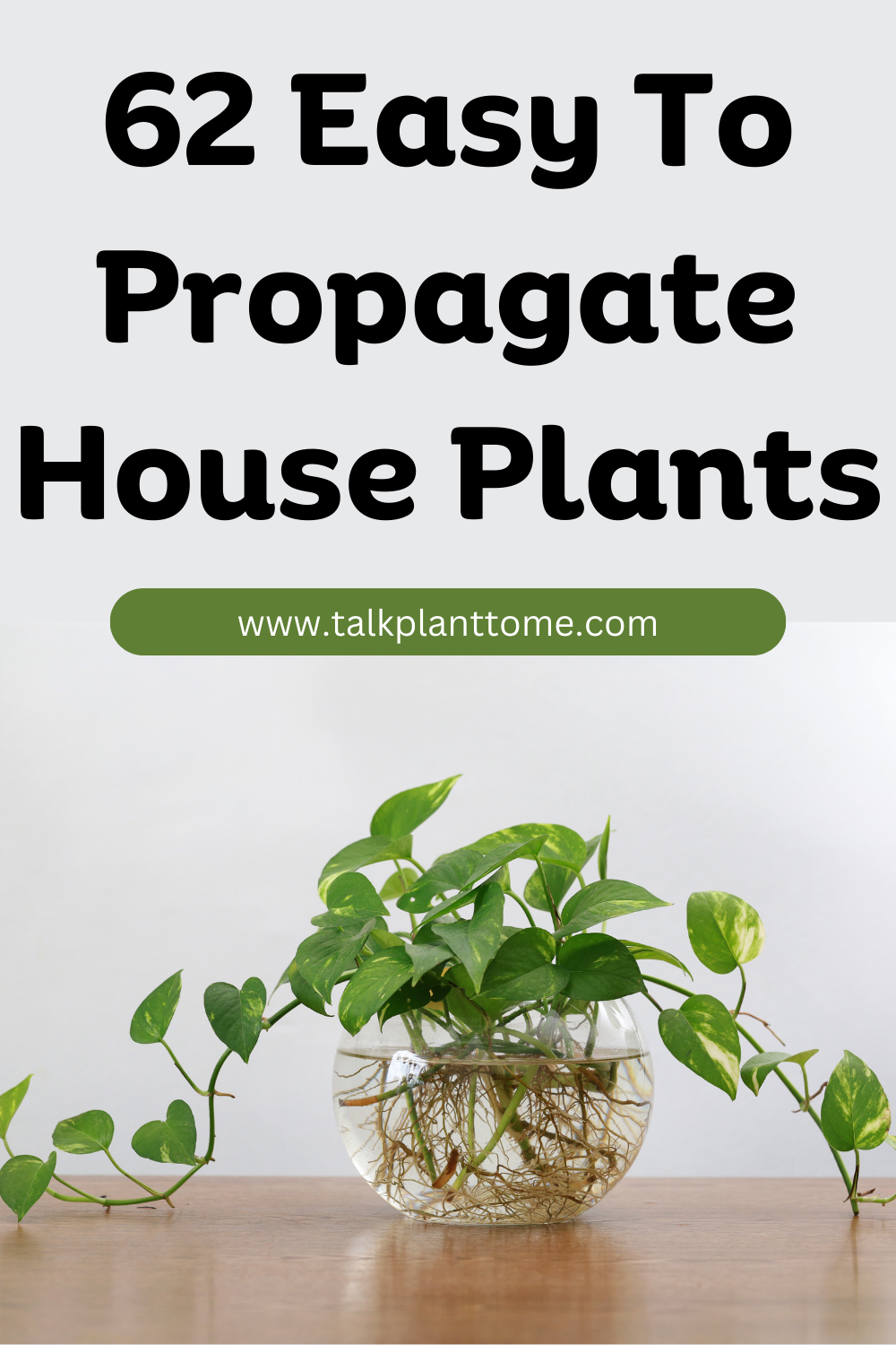 62 Easy To Propagate House Plants – | Talk Plant To Me