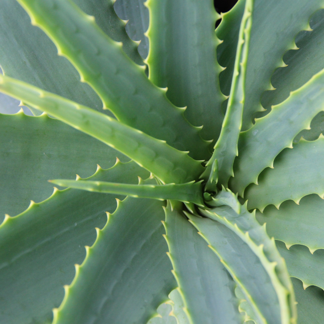 How To Successfully Care For an Aloe Plant – | Talk Plant To Me
