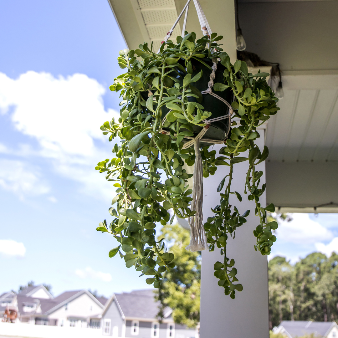 How To Care For Outdoor Succulents – | Talk Plant To Me