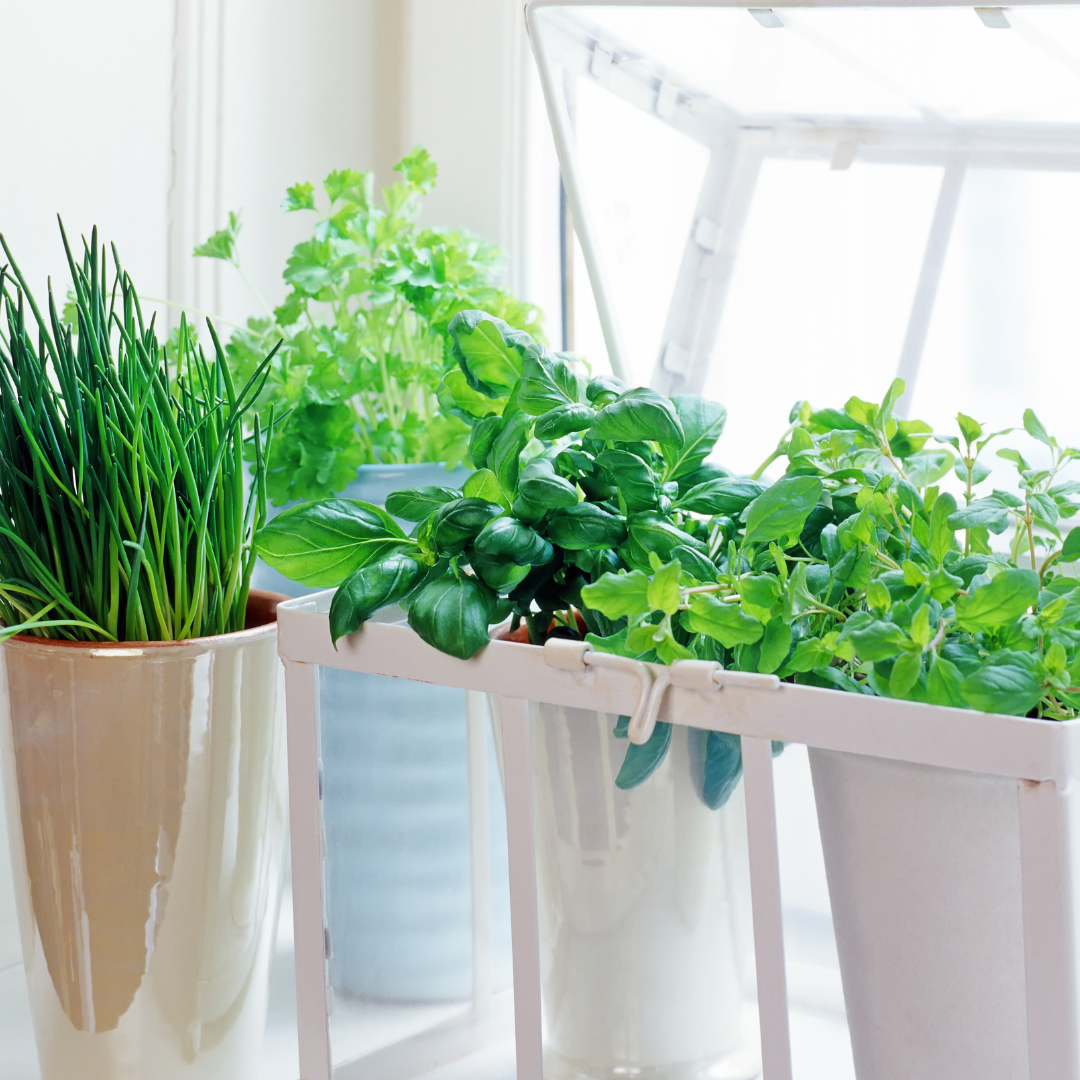The Best Plants To Grow In Your Kitchen & Why – | Talk Plant To Me