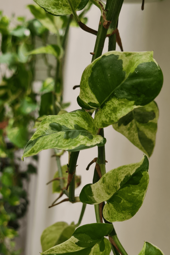 How To Prune A Pothos Plant – | Talk Plant To Me