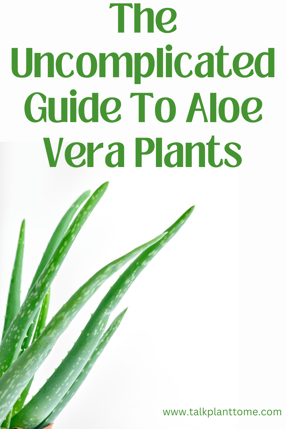 The Uncomplicated Guide To Aloe Vera Plants – | Talk Plant To Me