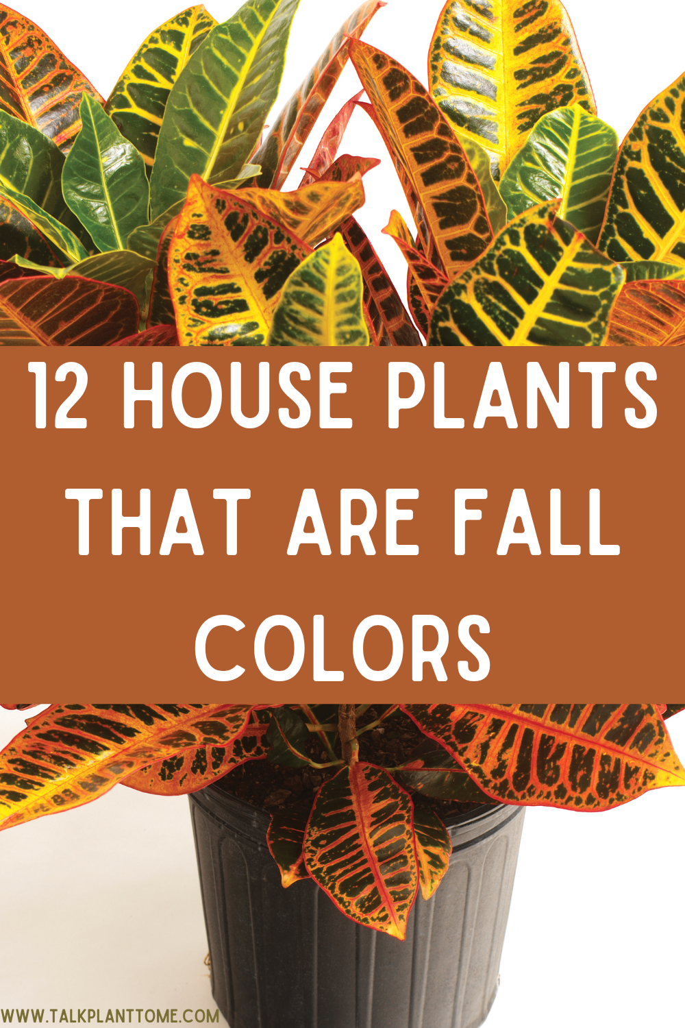 12 House Plants That Are Fall Colors – | Talk Plant To Me