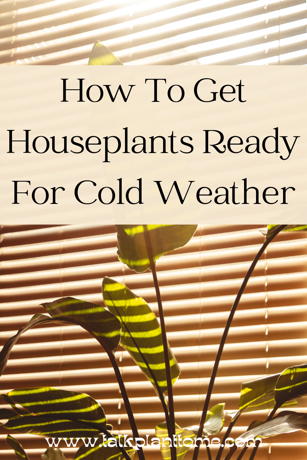 How To Get Houseplants Ready For Cold Weather – | Talk Plant To Me
