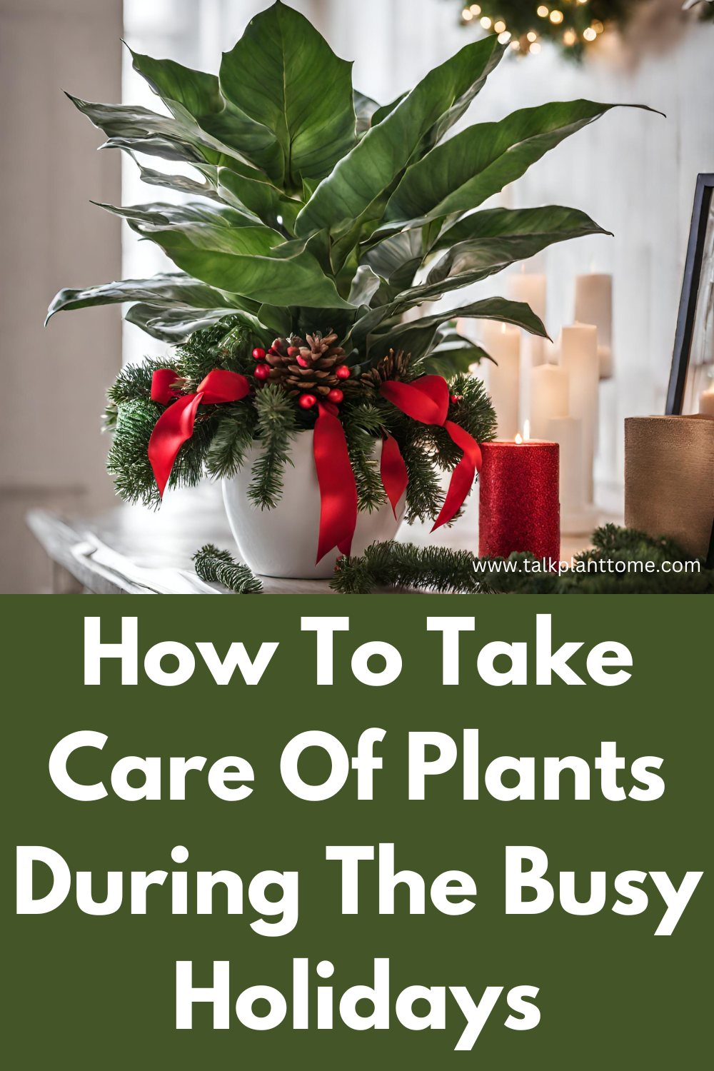 How To Take Care Of Plants During The Busy Holidays – | Talk Plant To Me