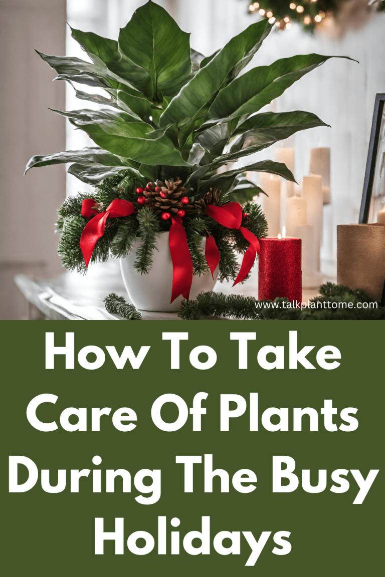 How To Take Care Of Plants During The Busy Holidays – | Talk Plant To Me