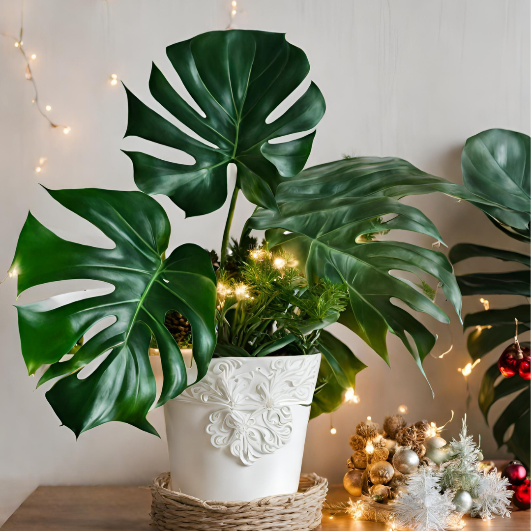 How To Take Care Of Plants During The Busy Holidays – | Talk Plant To Me
