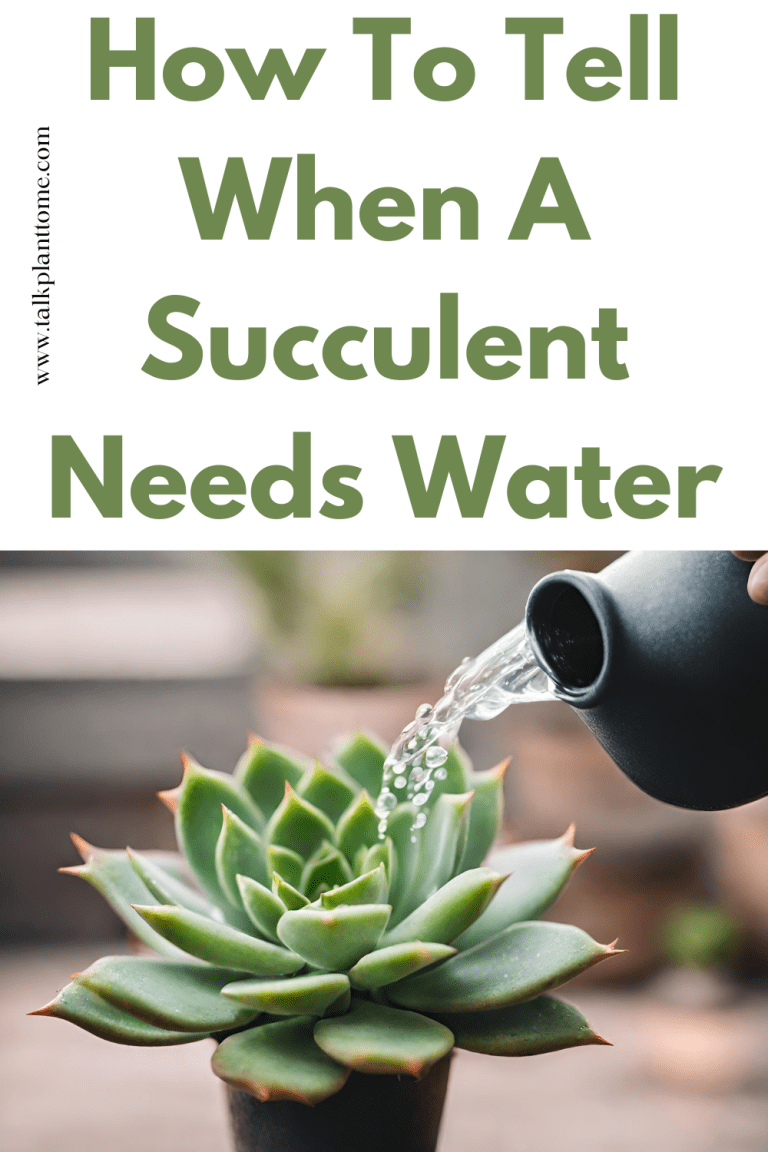 How To Tell When A Succulent Needs Water – | Talk Plant To Me