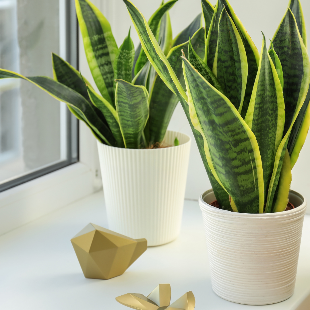14 House Plants That Are Surprisingly Hard To Kill – | Talk Plant To Me