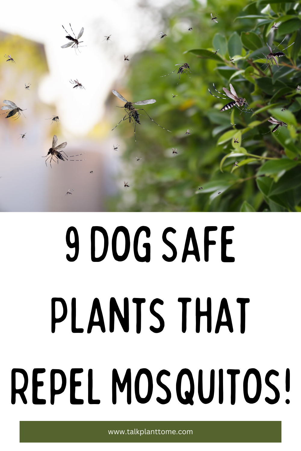 9 Dog Safe Plants That Repel Mosquitos! – | Talk Plant To Me