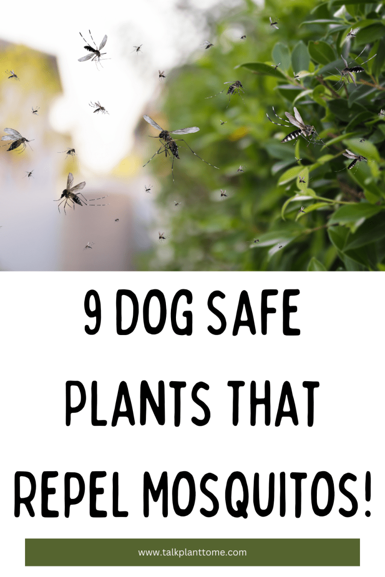 9 Dog Safe Plants That Repel Mosquitos! – | Talk Plant To Me