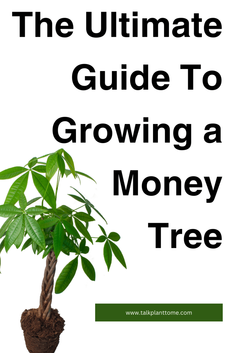 The Ultimate Guide To Growing a Money Tree – | Talk Plant To Me