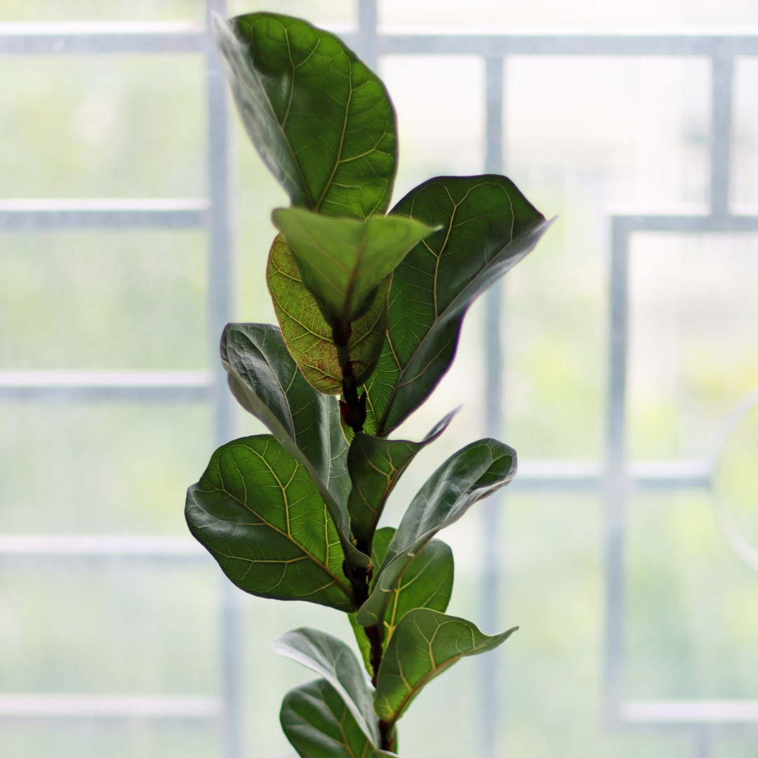 Tips For Growing A Taller Fiddle Leaf Fig – | Talk Plant To Me