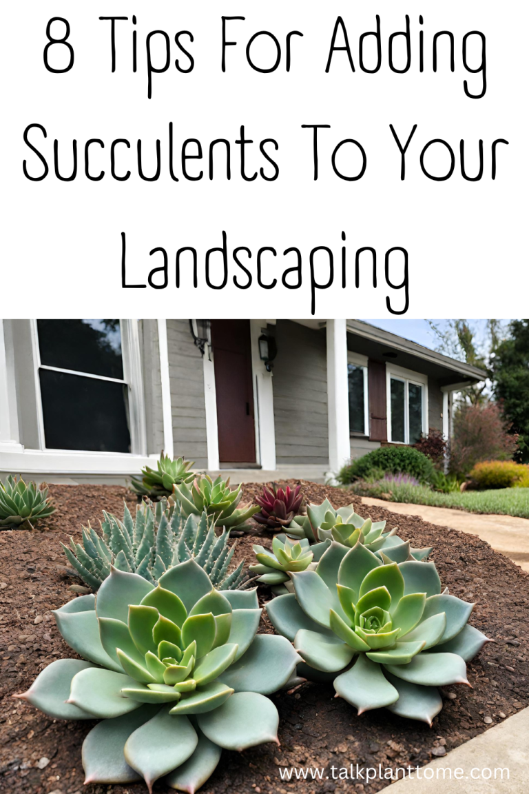 8 Tips For Adding Succulents To Your Landscaping – | Talk Plant To Me