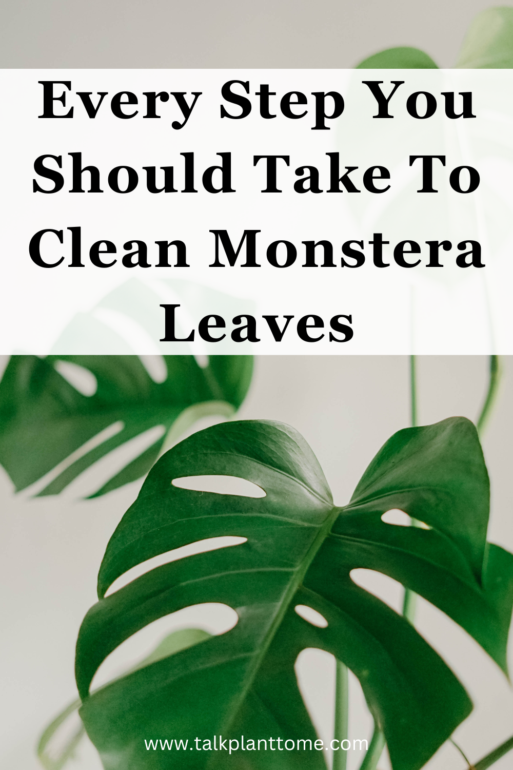 Every Step You Should Take To Clean Monstera Leaves – | Talk Plant To Me