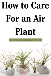 How to Care For an Air Plant – | Talk Plant To Me