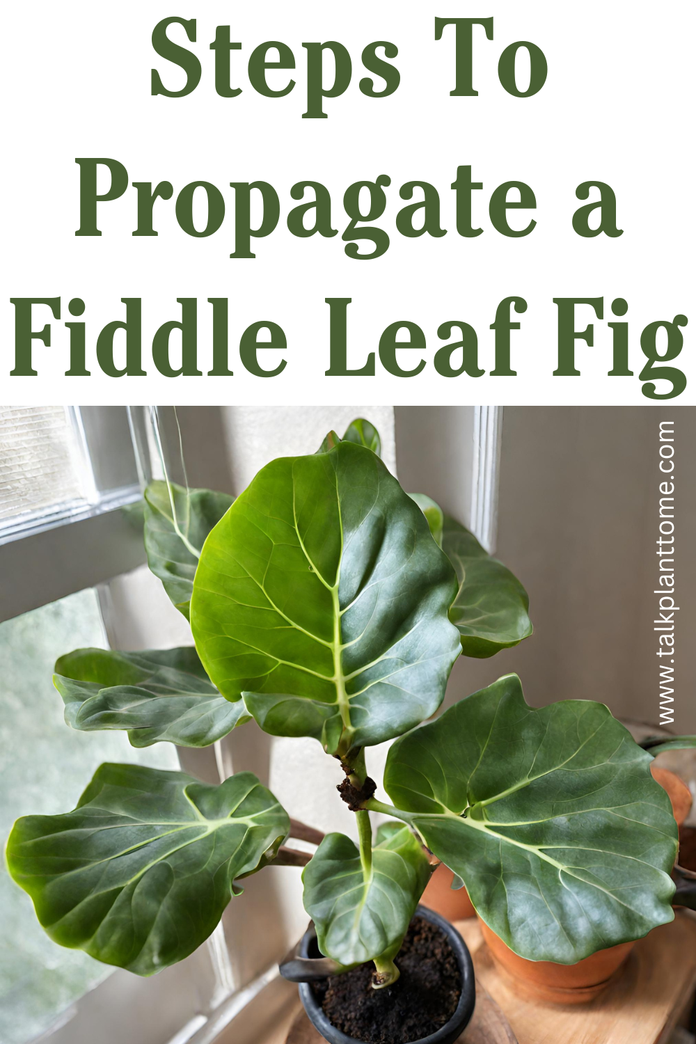 Steps To Propagate a Fiddle Leaf Fig – | Talk Plant To Me
