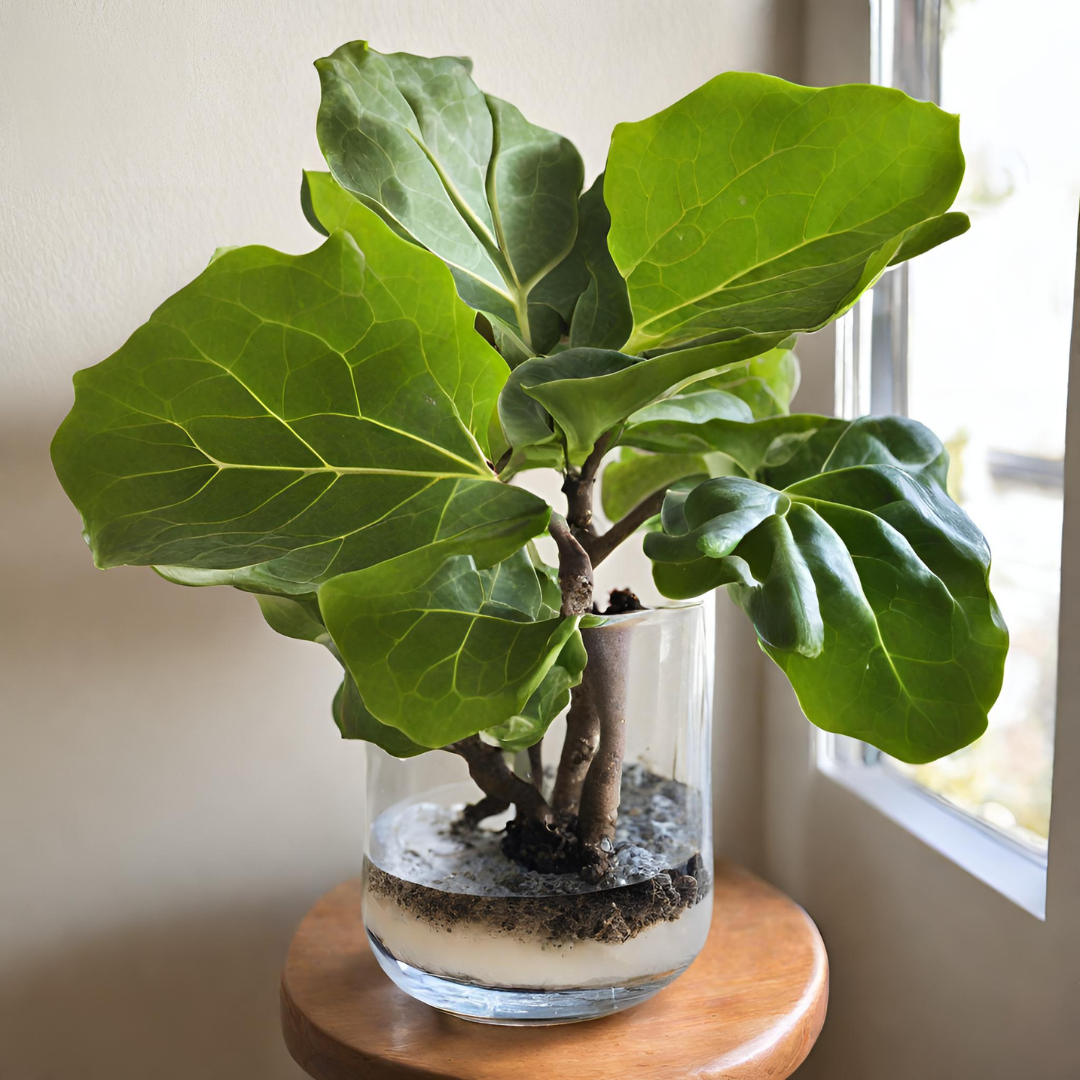 Steps To Propagate a Fiddle Leaf Fig – | Talk Plant To Me