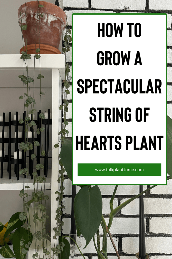 How To Grow a Spectacular String of Hearts Plant – | Talk Plant To Me