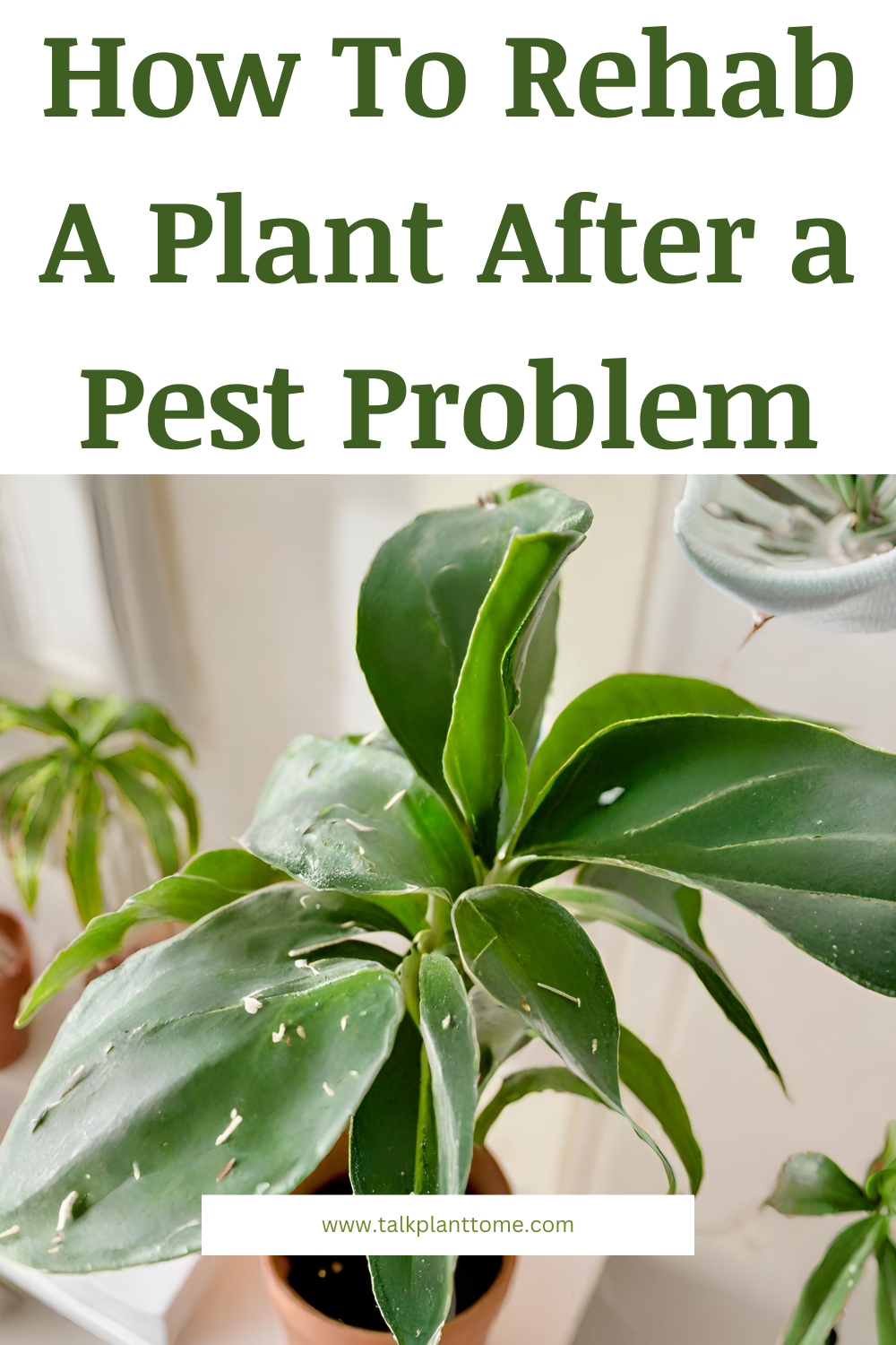 How To Rehab A Plant After a Pest Problem – | Talk Plant To Me