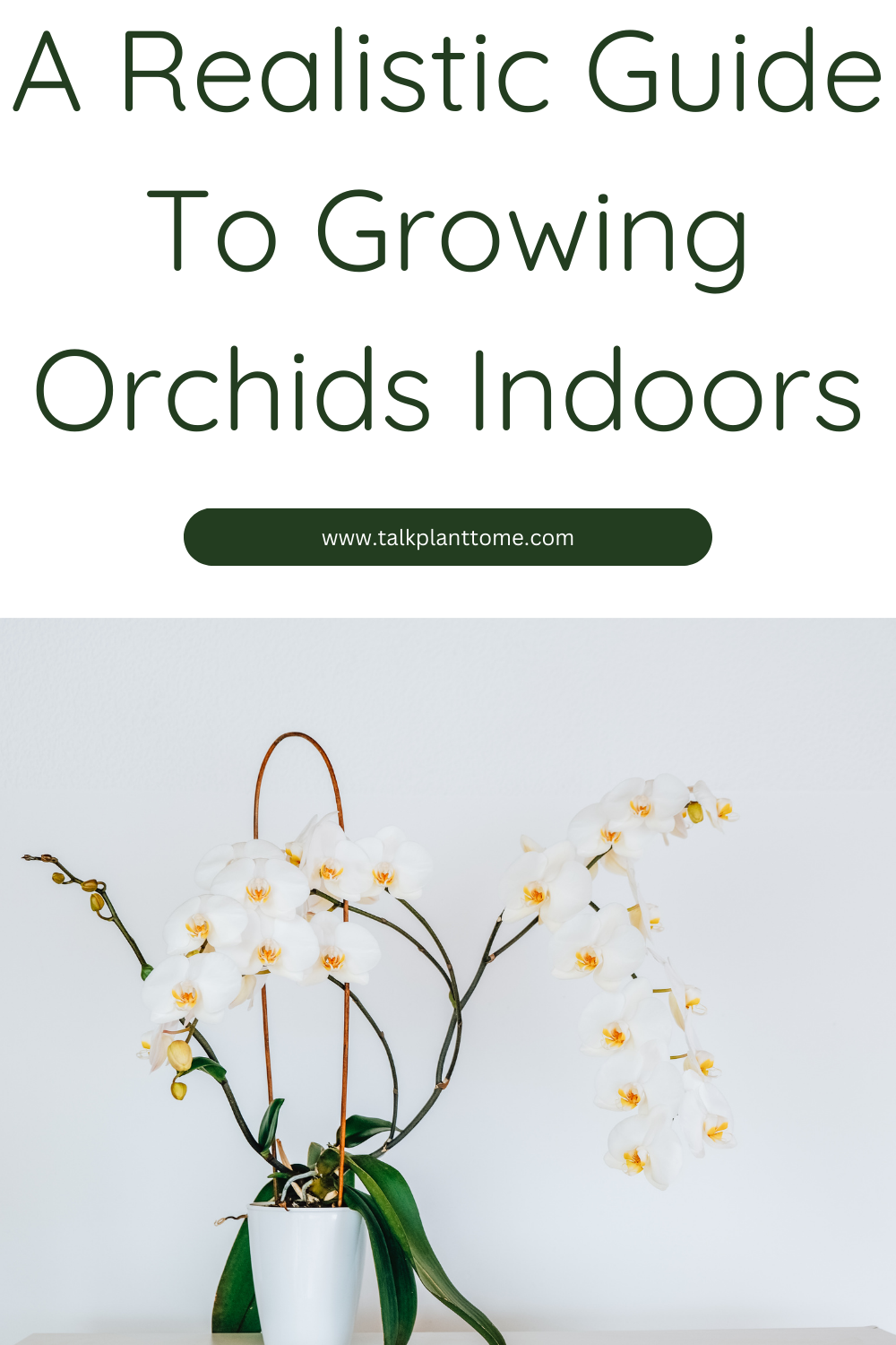 A Realistic Guide To Growing Orchids Indoors – | Talk Plant To Me