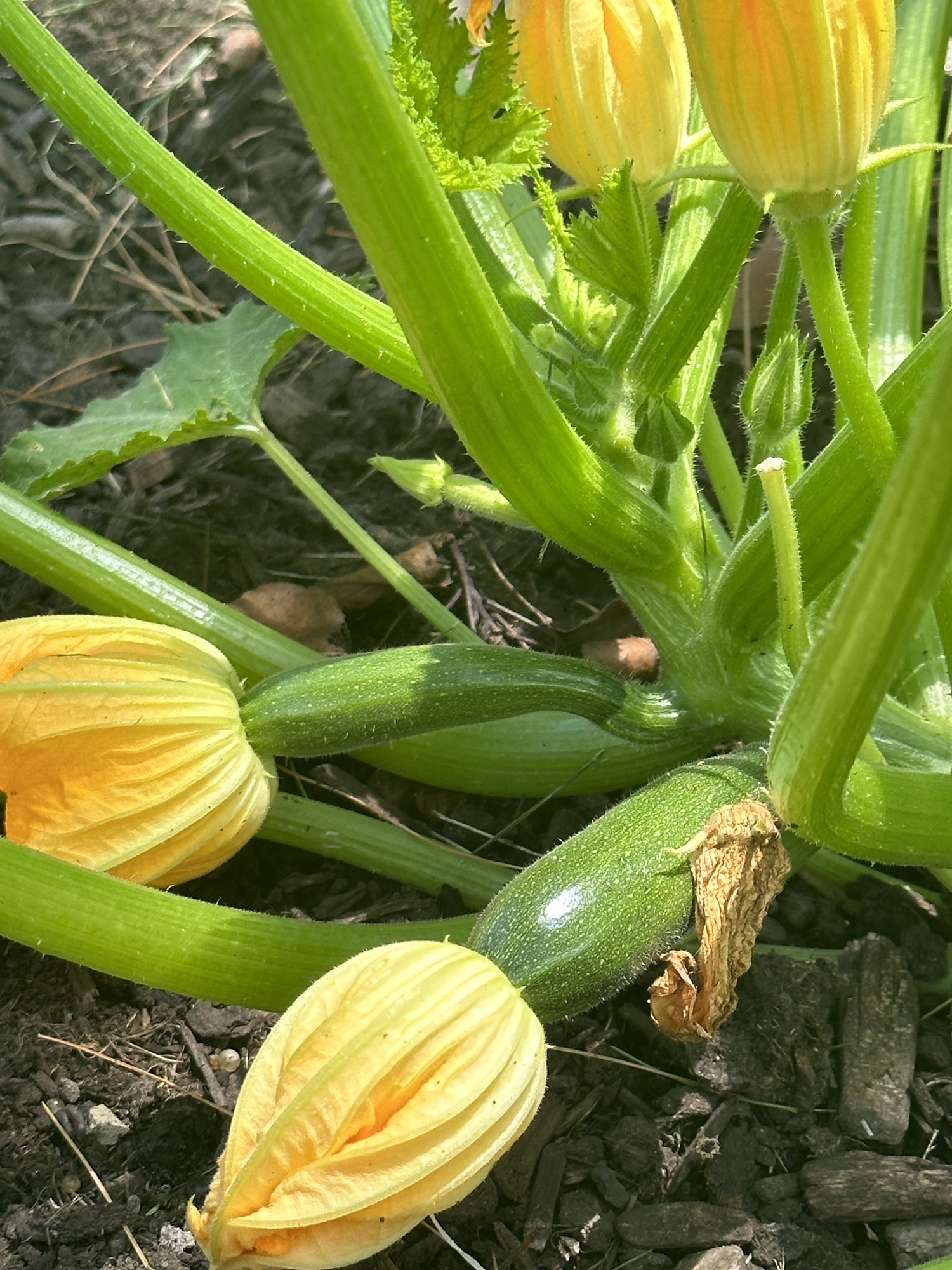 My Best Tips For Growing A Zucchini Plant In Your Garden – | Talk Plant ...