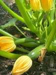 My Best Tips For Growing A Zucchini Plant In Your Garden – | Talk Plant ...
