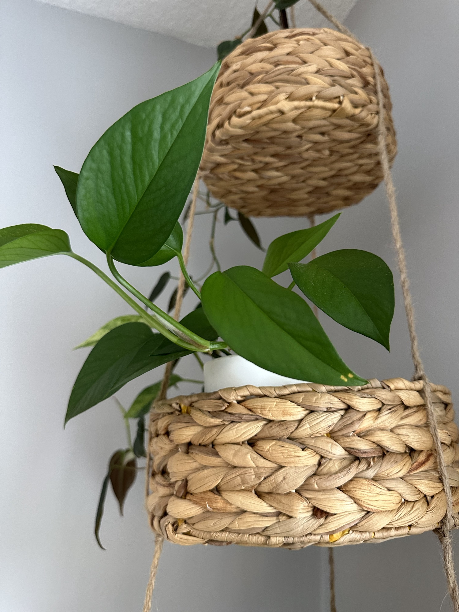 What To Add To Pothos Soil So They Thrive! – | Talk Plant To Me