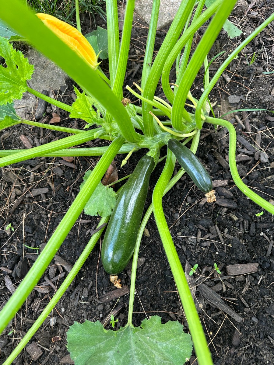 My Best Tips For Growing A Zucchini Plant In Your Garden – | Talk Plant ...