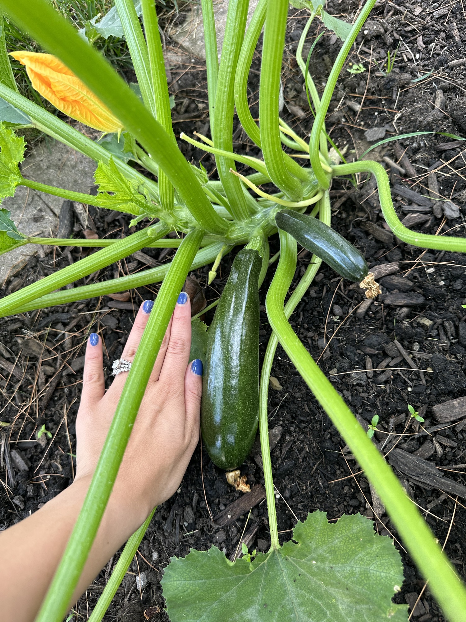 12 Actually Helpful Tips For Growing Zucchinis – | Talk Plant To Me