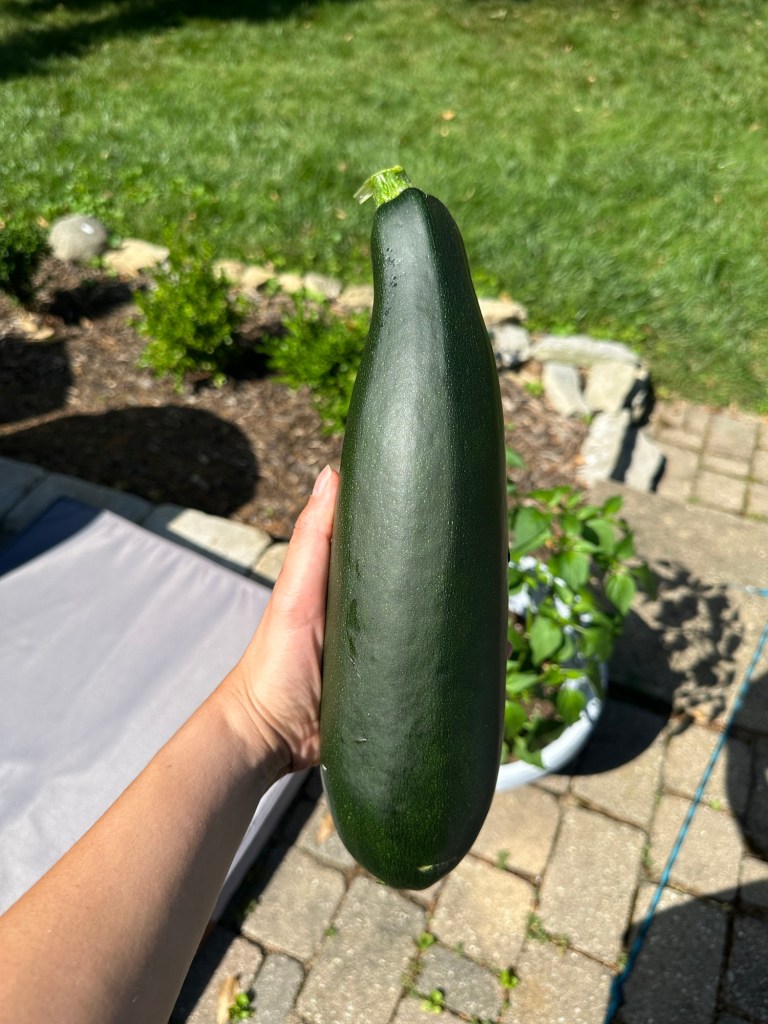 My Best Tips For Growing A Zucchini Plant In Your Garden – | Talk Plant ...