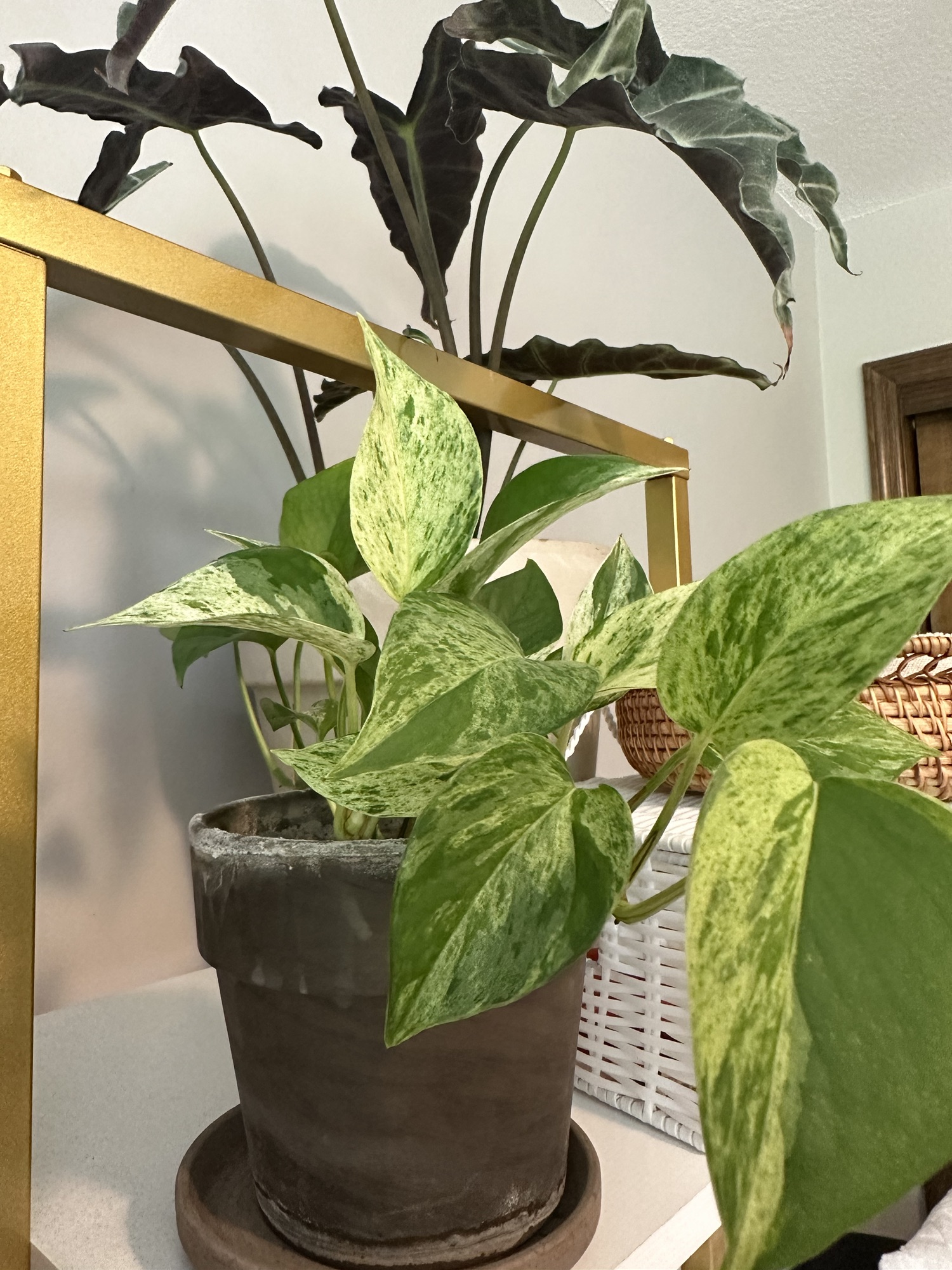 5 Things I Wish I Knew Before Getting Into House Plants – | Talk Plant ...