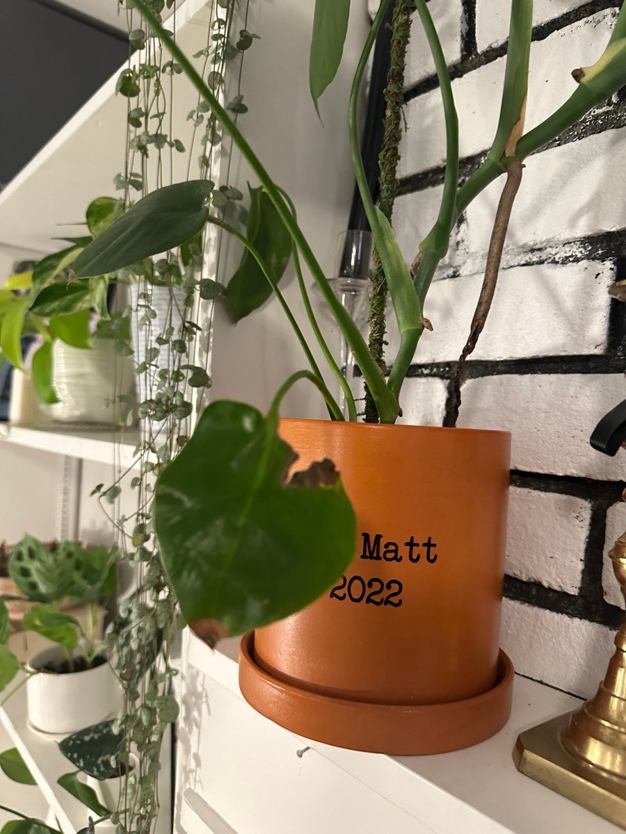 What Are The Signs My Plants In Distress? – | Talk Plant To Me