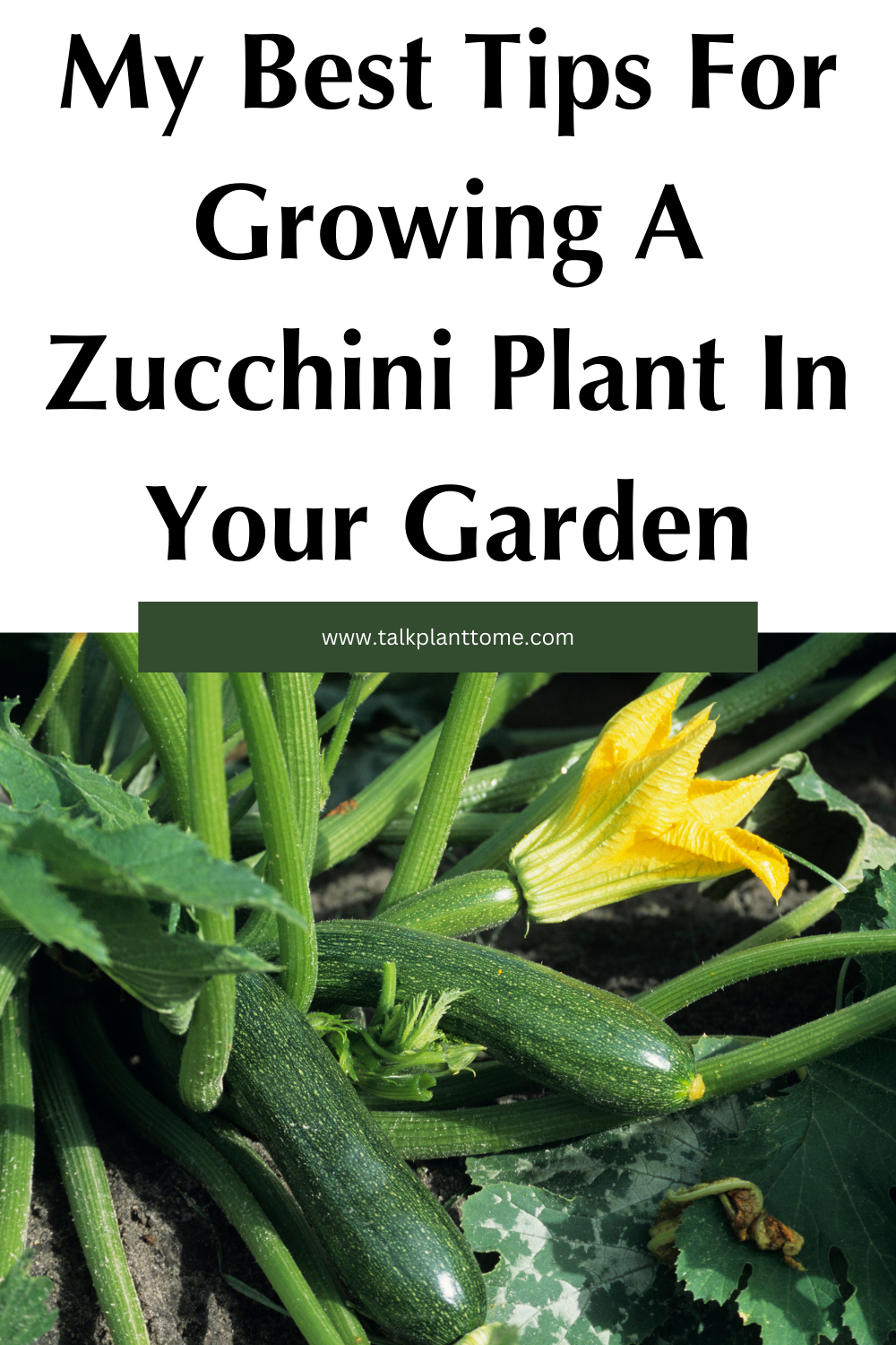My Best Tips For Growing A Zucchini Plant In Your Garden – | Talk Plant ...